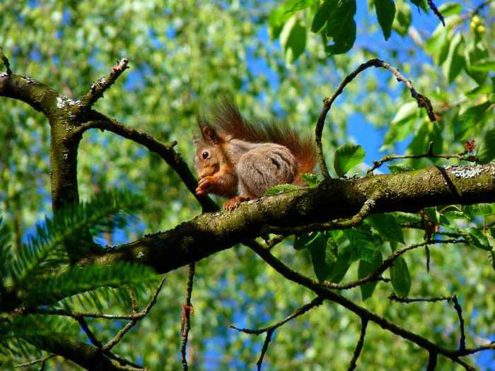 Red Squirrel Habitat Management