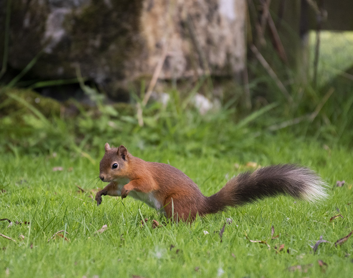 Red Squirrel Photo Gallery