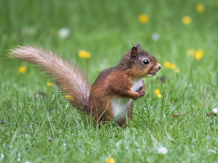 Coquetdale-Squirrel-Group