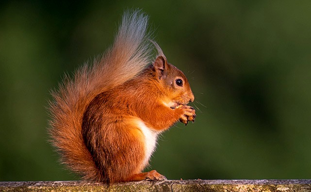 Coquetdale Squirrel Group Sightings