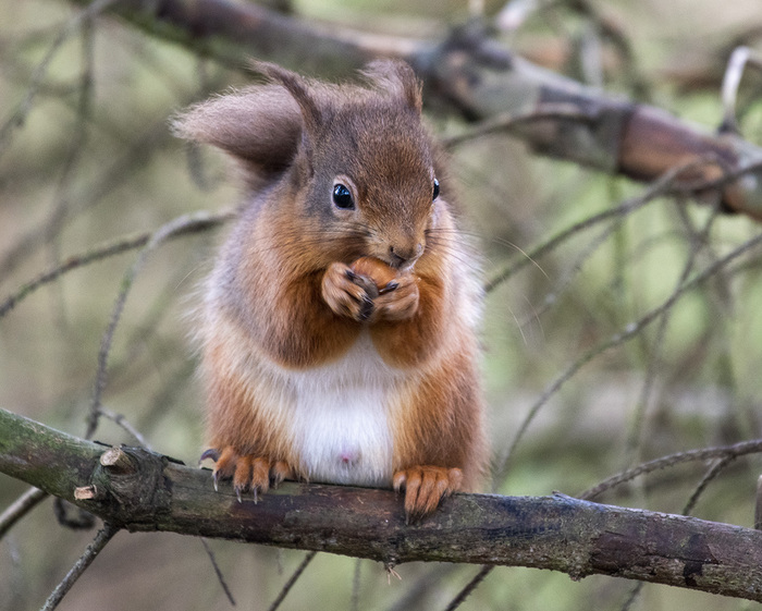 Ethical Photography :: Coquetdale Squirrel Group